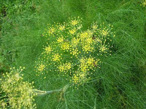 Ala sehat Budi anto: 6 Manfaat Adas Pulowaras Untuk Kesehatan Tubuh