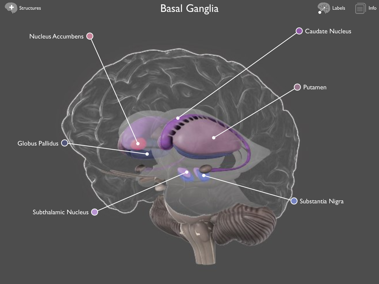 Striatum; neostriatum