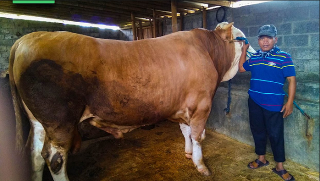 Jual Sapi Metal di Palembang | Supplier Sapi WA/HP 0856-4182-7015