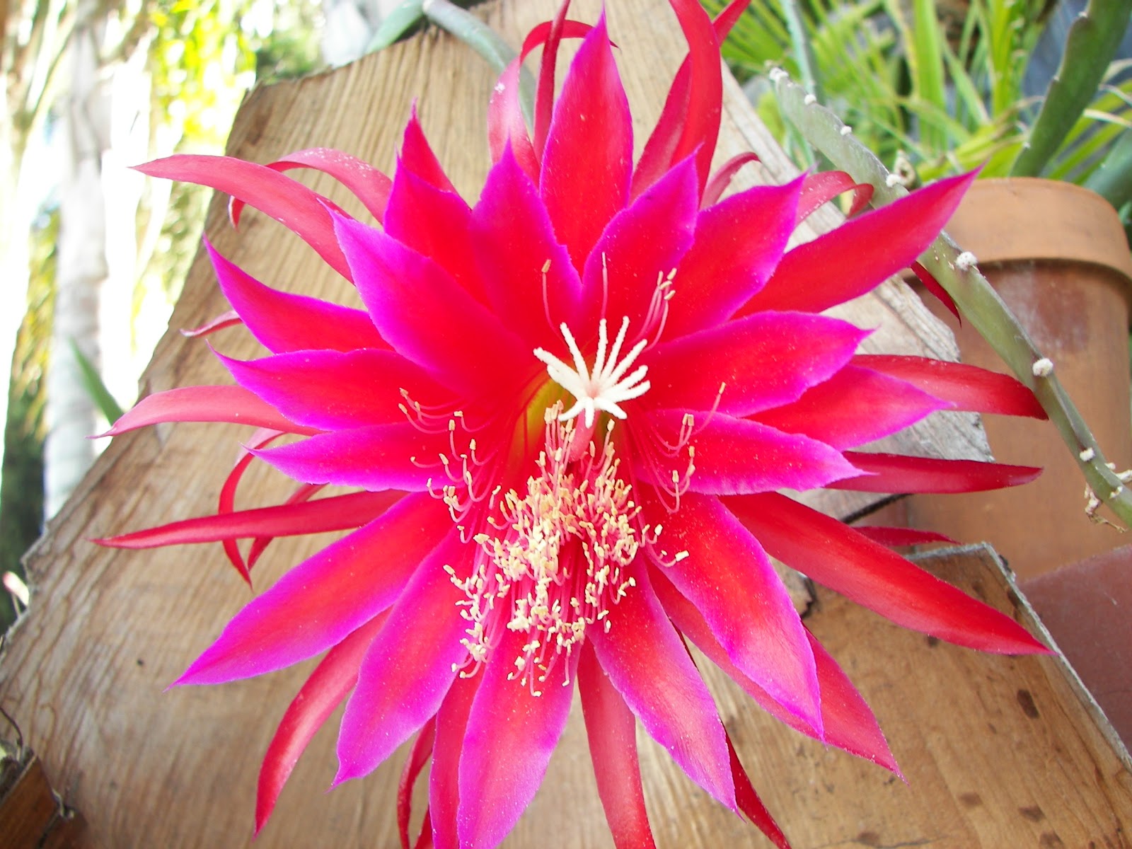 The Epiphyllum Garden: 'Shimmer'