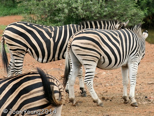 South African Photographs: Zebra injury