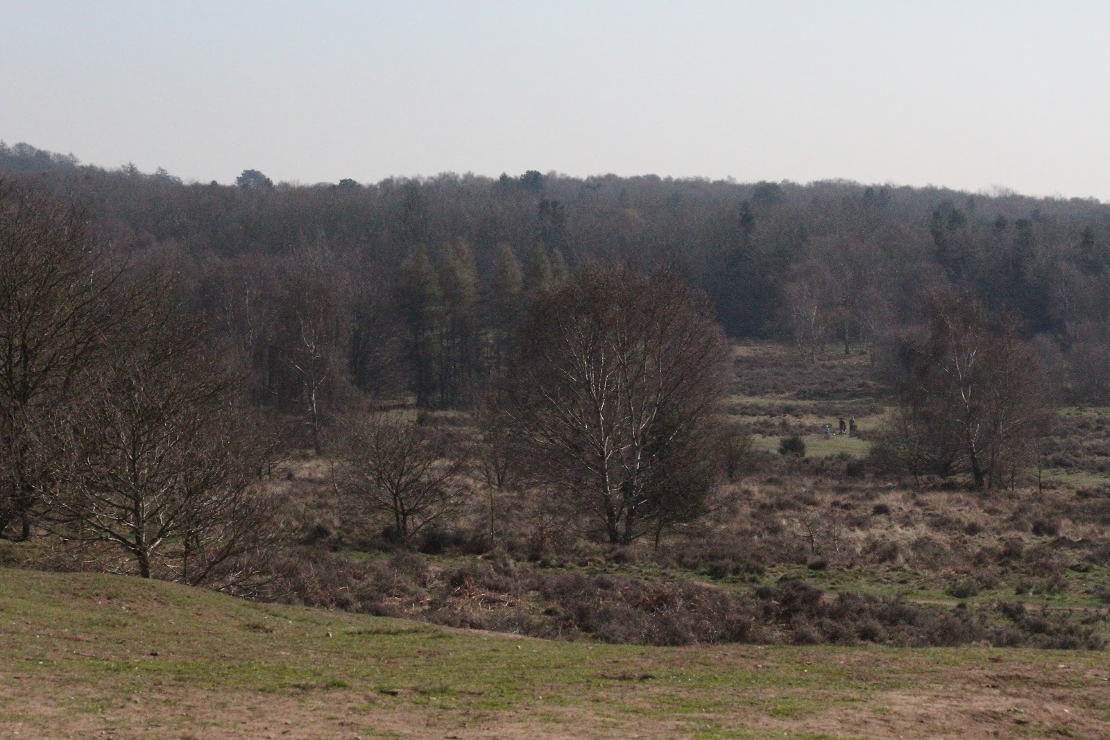 beyond my gate: Glorious Highgate Common