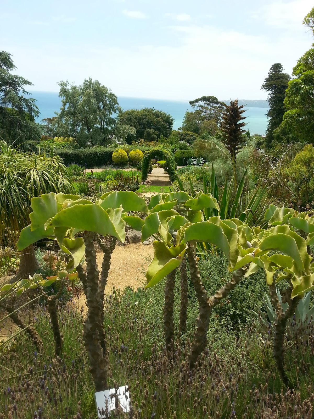 Aggregata Plants & Gardens: Heronswood gardens in Dromana in the heat ...