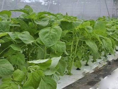 3 Cara Budidaya Bayam Cabut Yang Baik