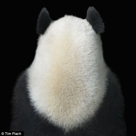 White Wolf : More than Human: Animal Portraits by Tim Flach (Photos- Video)