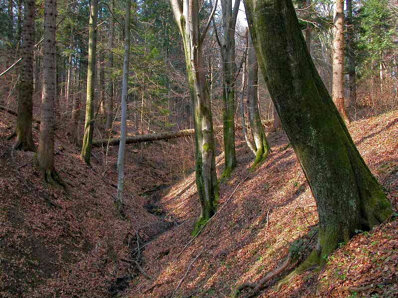 Na Pogórzu...: Turnica od turów?