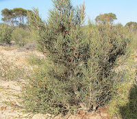 Esperance Wildflowers: Hakea strumosa – Proteaceae