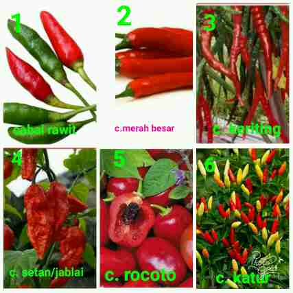 Jenis Cabe Rawit Unggul