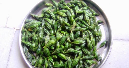 THE BEST VEGETABLE TO TREAT DIABETES - MOMORDICA CYMBALARIA