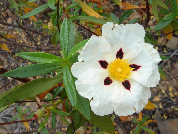 Pedaços de Mim: Flores de Esteva