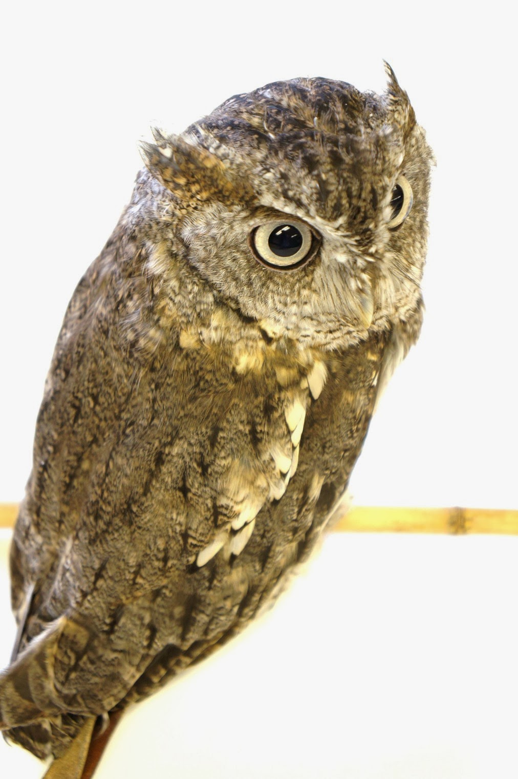 Good Natured: Fur, Feathers & Scales - Screech Owl