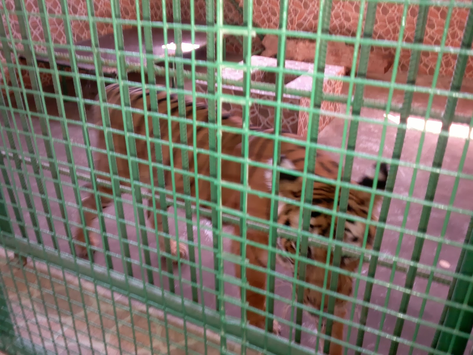 Mumbaikars In Muscat: A visit to Barka Zoo