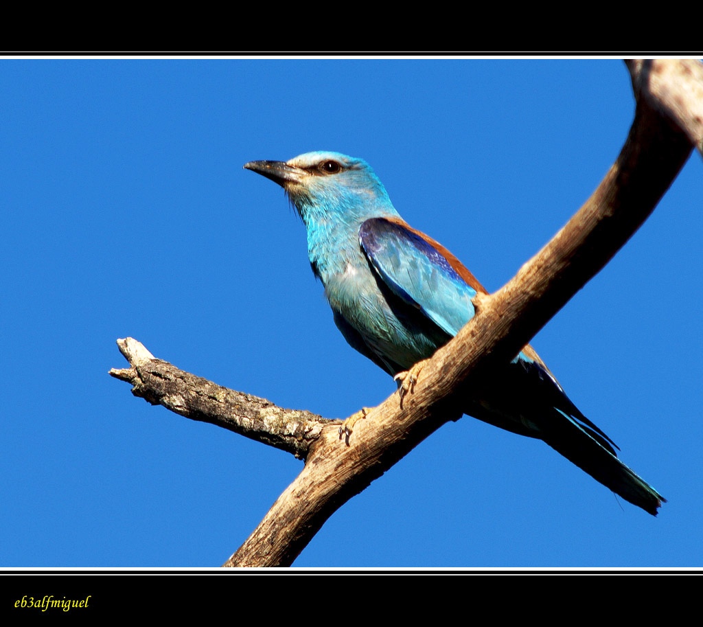 Miguel fotografia: Carraca (Coracias garrulus)
