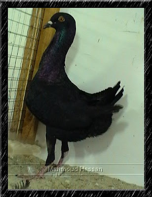 Pigeons for sale: Maltese pigeon