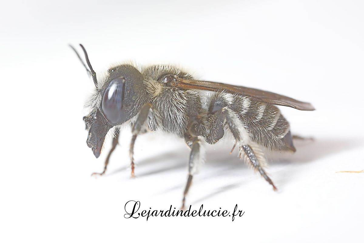 Hoplitis cristatula une abeille qui aime les mauves