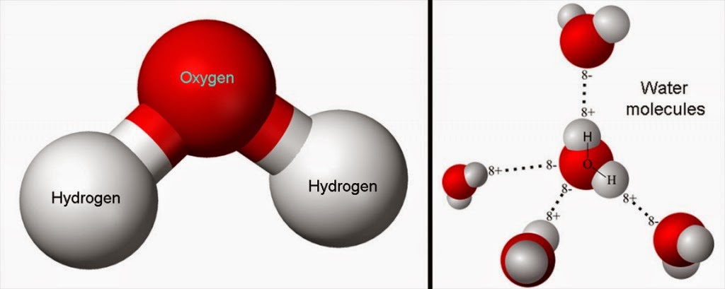 Chef's Notes: The Four Basic Food Molecules - Chapter 1 : WATER