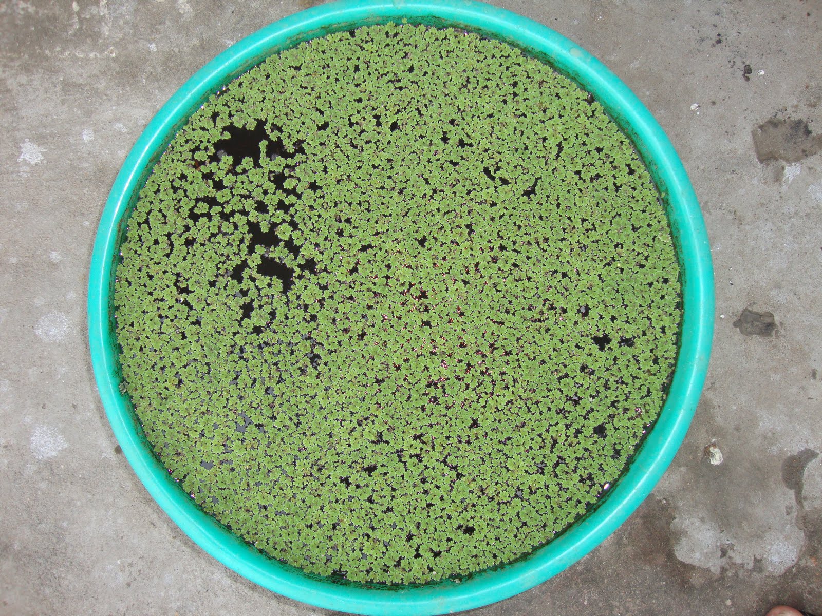 azolla as cattle feed: Three month pilot project on "azolla as cattle ...