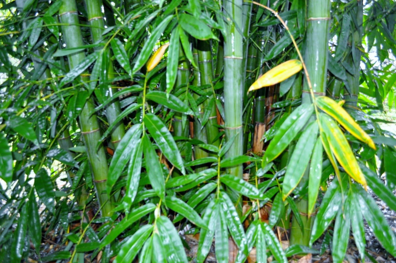 Bamboo Creations Victoria: July 2012