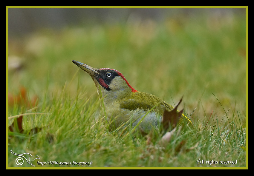 WILDLIFE GATEWAY: Pivert mâle