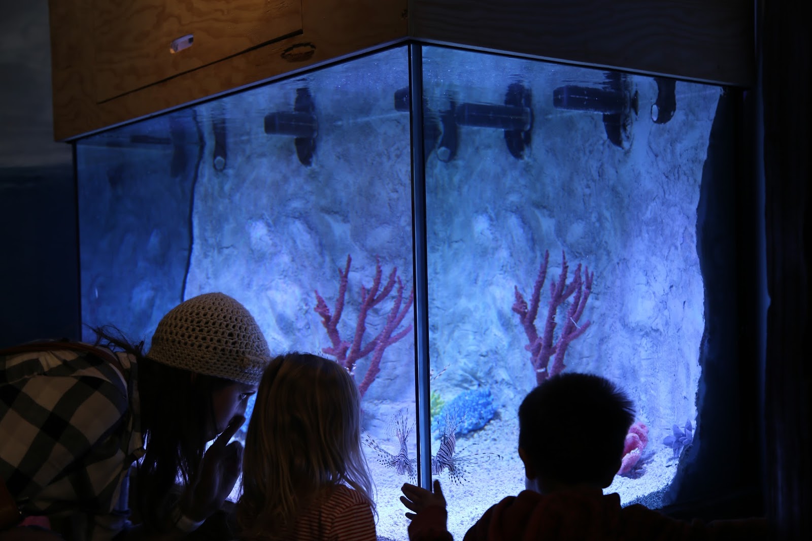 SeaQuest Aquarium Birthday Package | Making Life Blissful