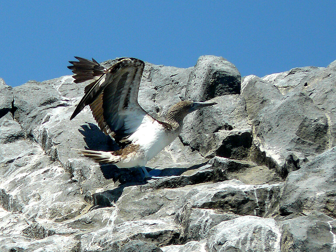 Jan Axel's Blog: Bird of the Month: Blue-footed Booby