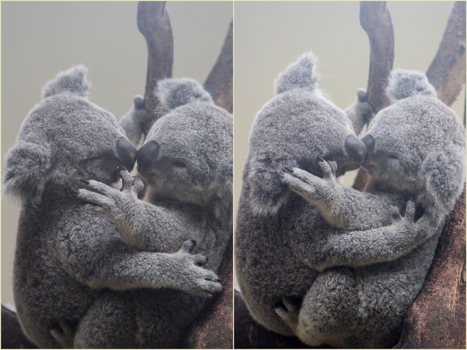 Koala Zone @Chimelong Safari Park, Panyu District