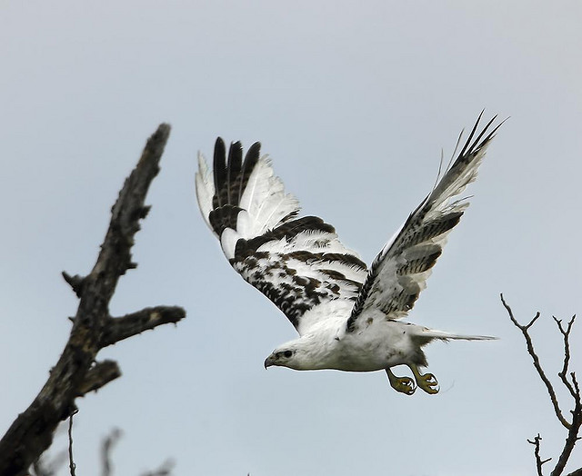 West County Hawkwatch Raptor Research Group : Updates: ***as promised ...
