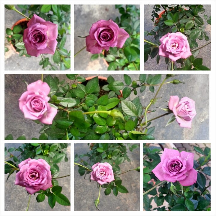 Semua Menjadi: Bunga Ros