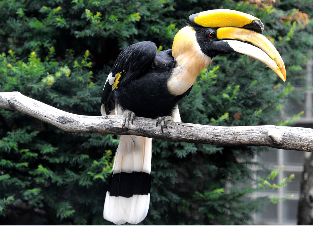 Sonderbare Tierwelt: Nashornvogel