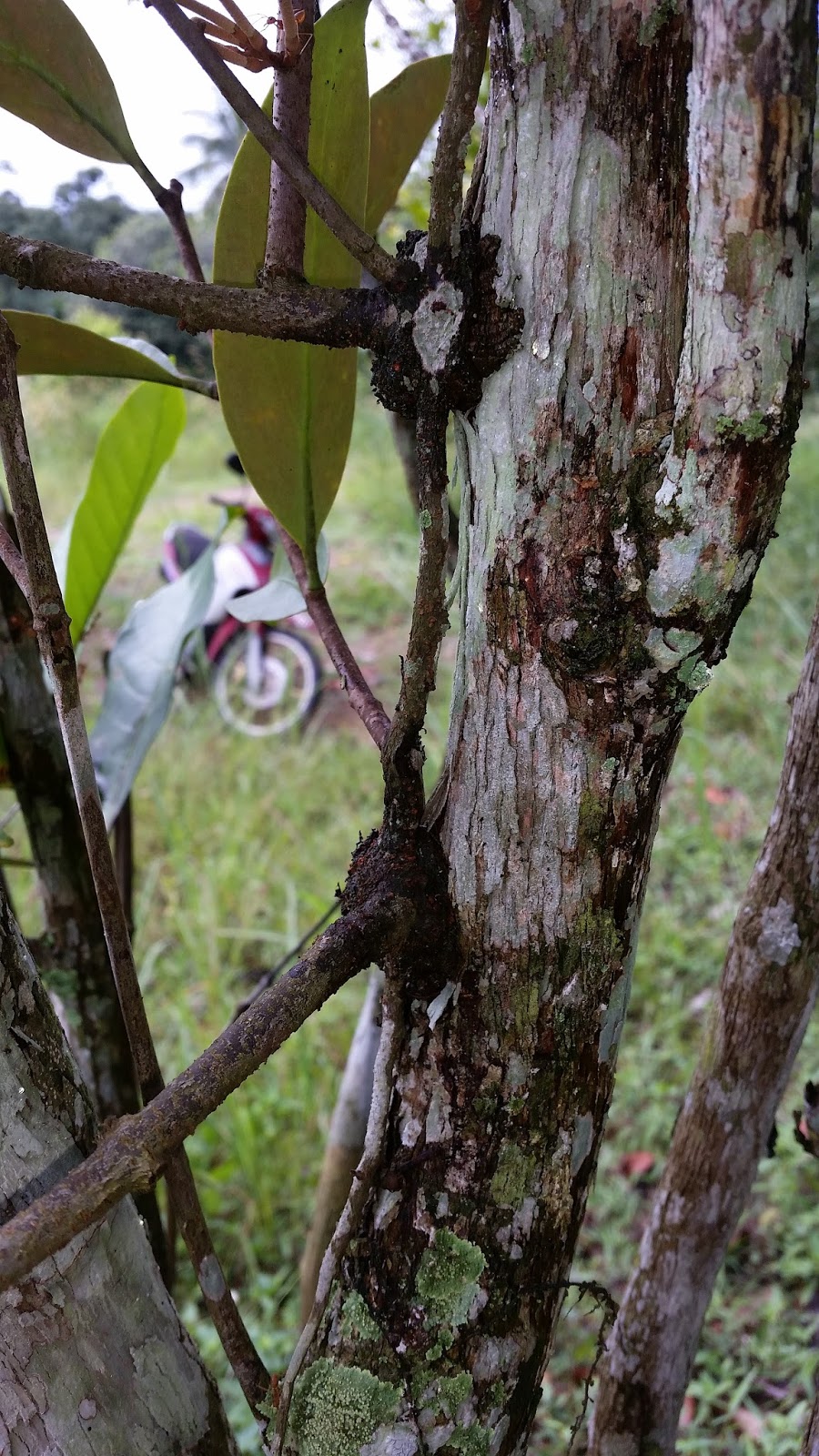 Warisan Petani: Pokok Dedalu