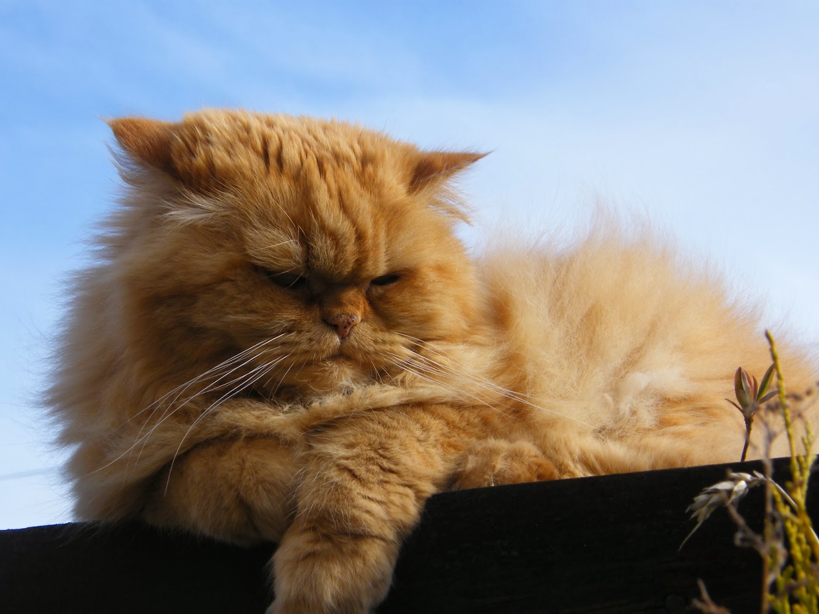 Angel Ginger Jasper: Our tribute : Farewell our beautiful sweet boy xxxxx