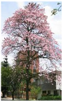Belleza Natural del Sumapaz: Ocobo- NICOLAS ANDRES HUERTAS ROMERO- 602