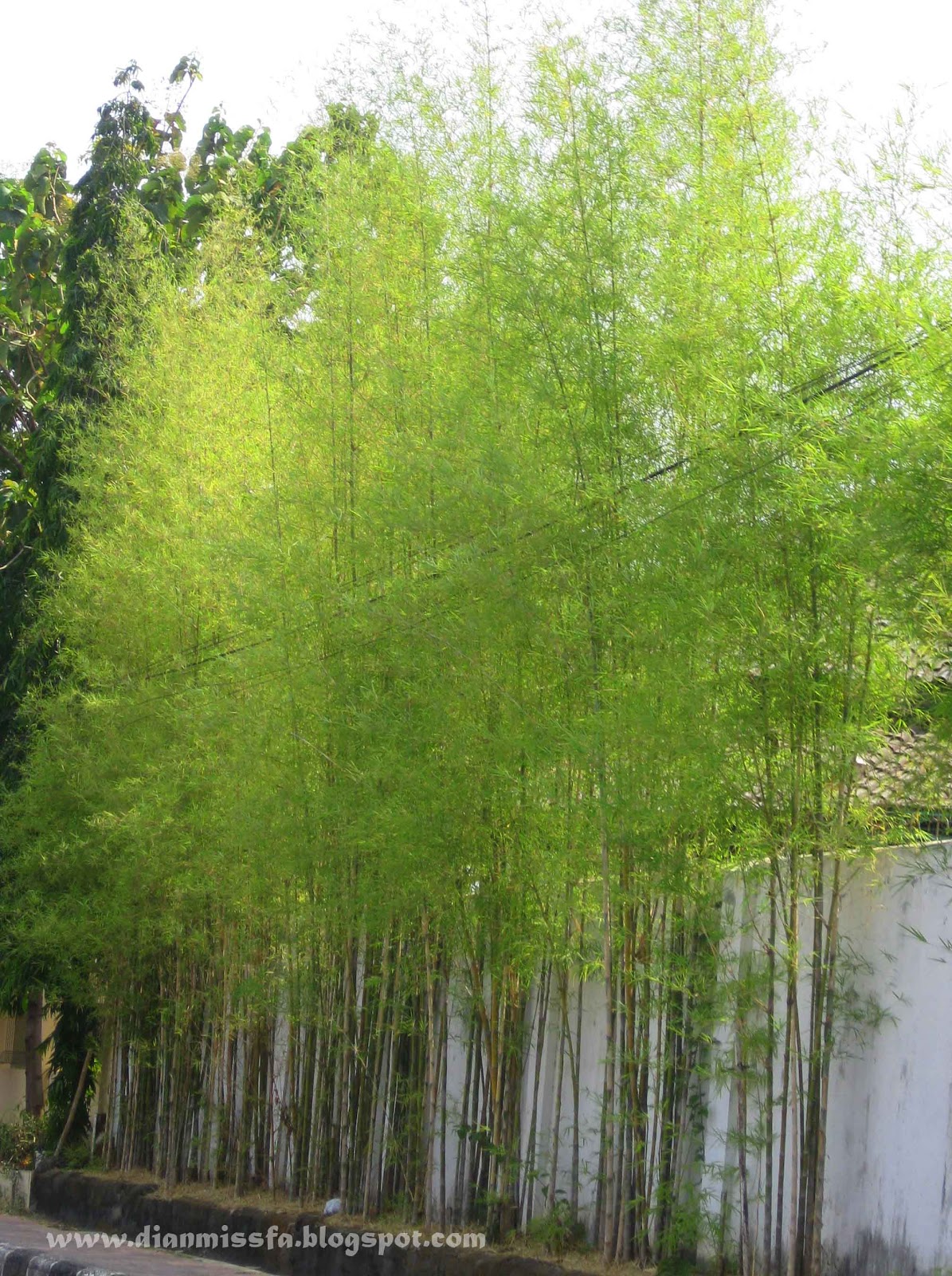 KEBUN BUNGA: BAMBUSA MULTIPLEX