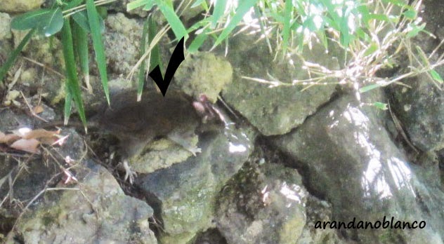 parquemarialuisa-encinarosa: Rata común o de cloaca / Rattus norvegicus ...