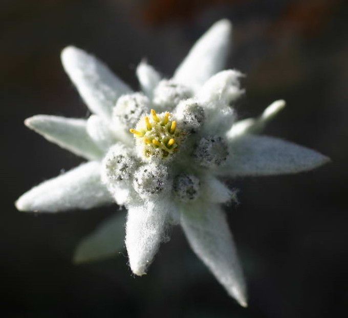 Edelweiss Flowers