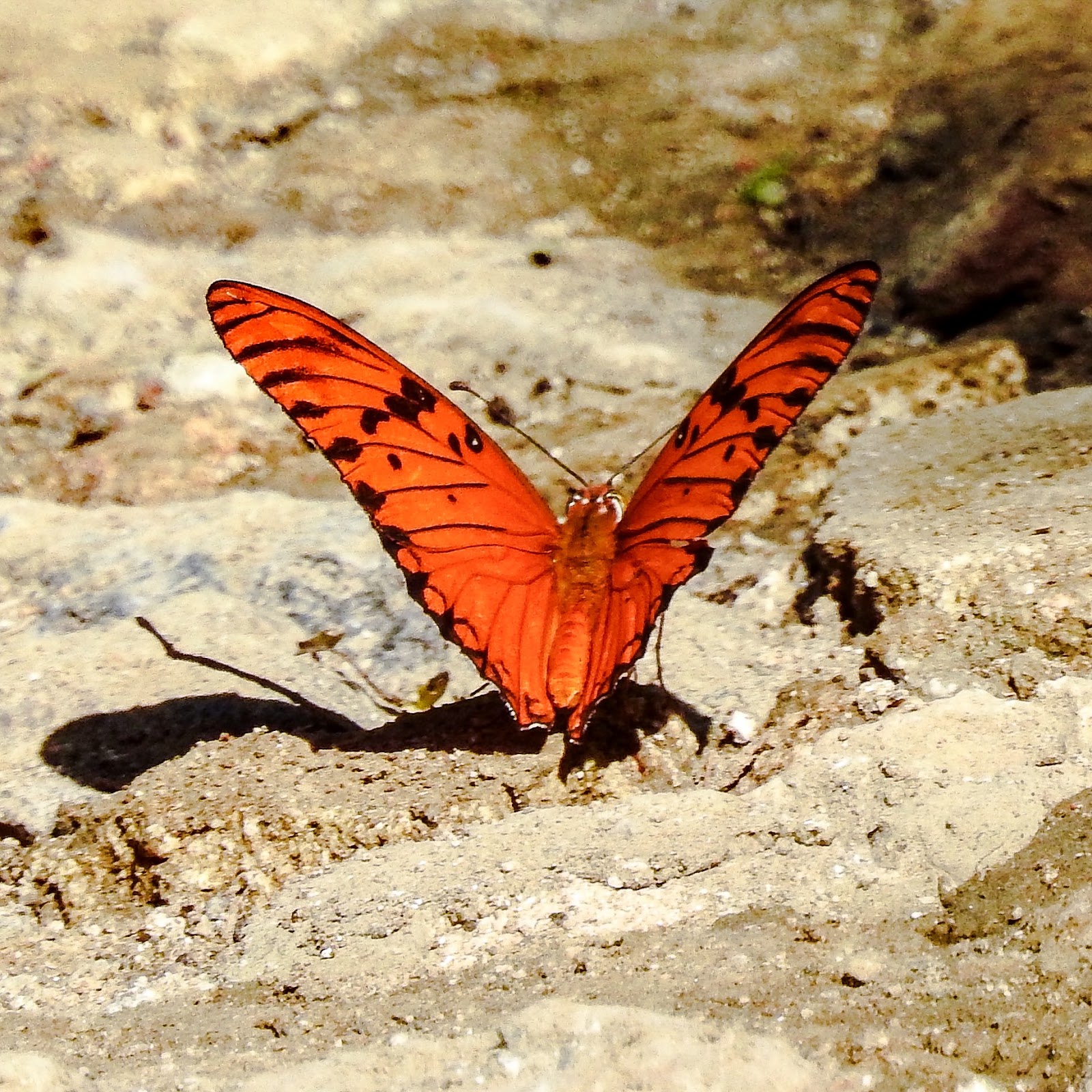 Hiking Curaçao - Flora and Fauna: 15 Minutes outside