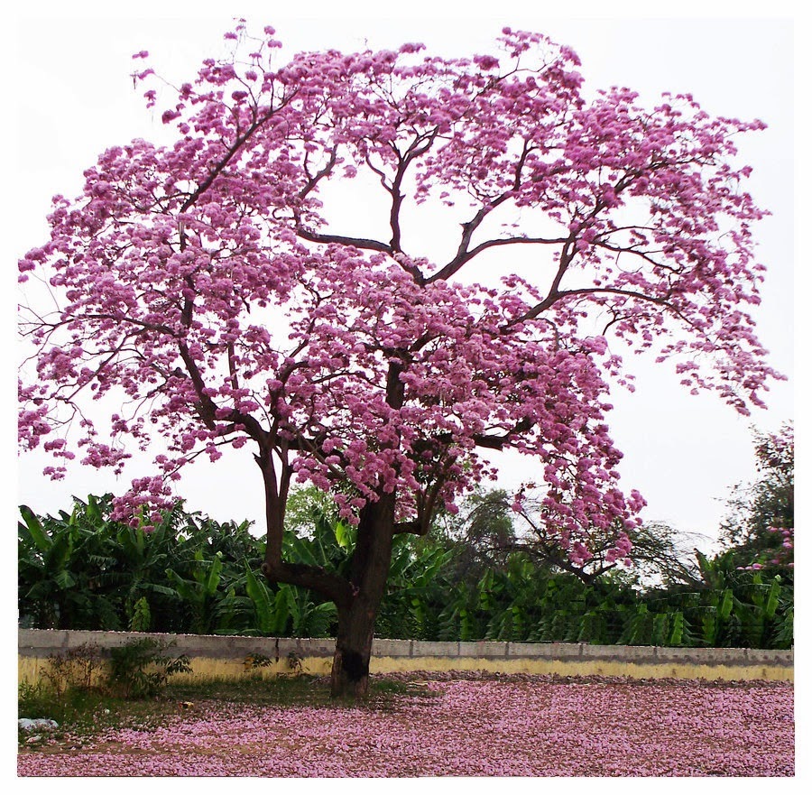 Lenin Cardozo - Entrevistas / Artículos / Videos: Roble de Sabana ...