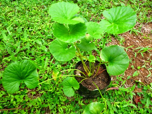 Erect Centella-Rata Gotukola | SL Flora