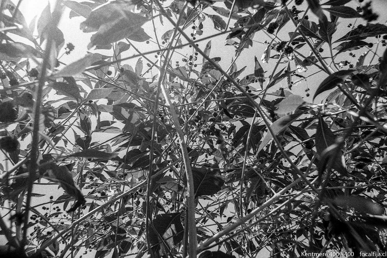 Kentmere 400 Push @800 @1600 @3200 Revelado con Rodinal