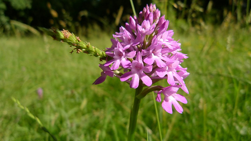 Chudleigh Rocks Caves Devon - Britain All Over Travel Guide