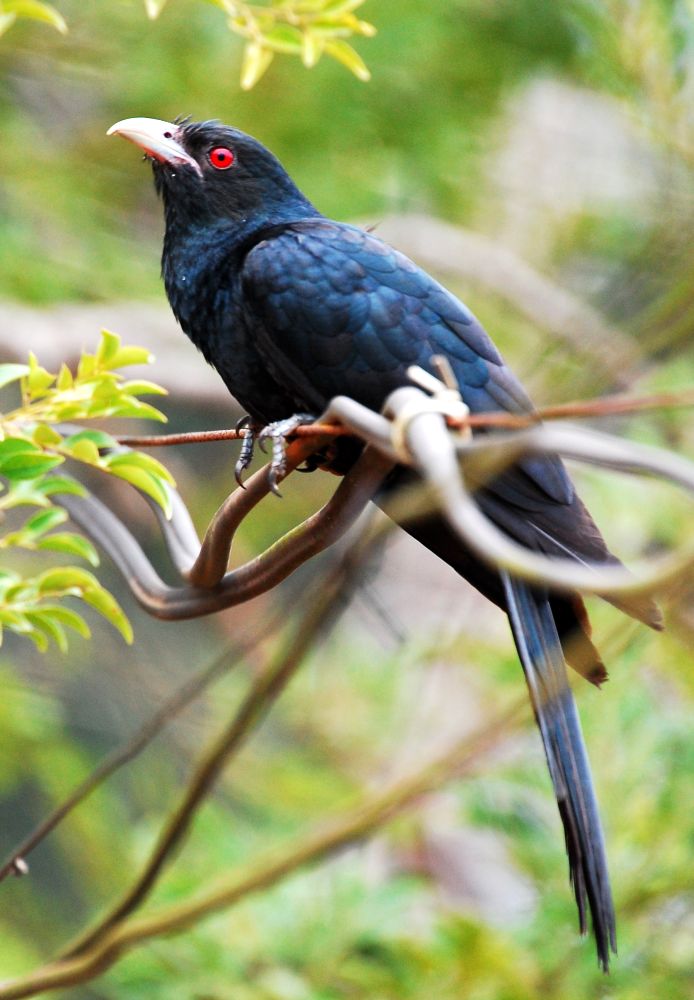 ARUNACHALA BIRDS: Asian Koel