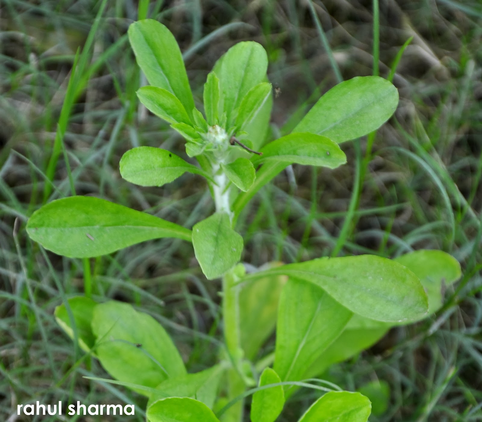 Gamochaeta pensylvanica (Willd.) Cabrera [wandering Cudweed] ~ Wild ...