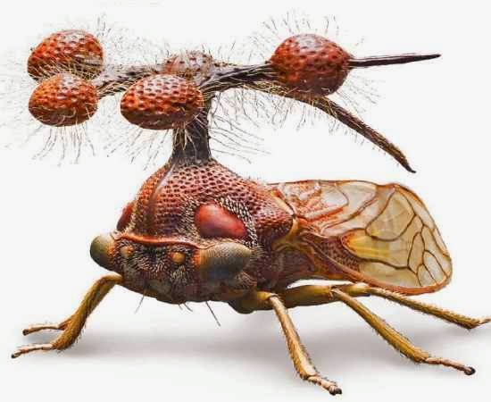 Inseto mais bizarro do mundo é brasileiro, afirmam cientistas ...