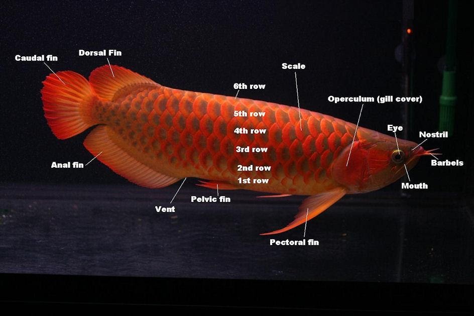 All about betta fish: Asian arowana ...parts