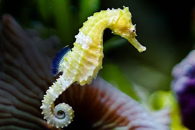 KUDA LAUT - JENIS-JENIS HEWAN