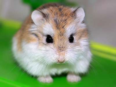 Hamster - Animals World