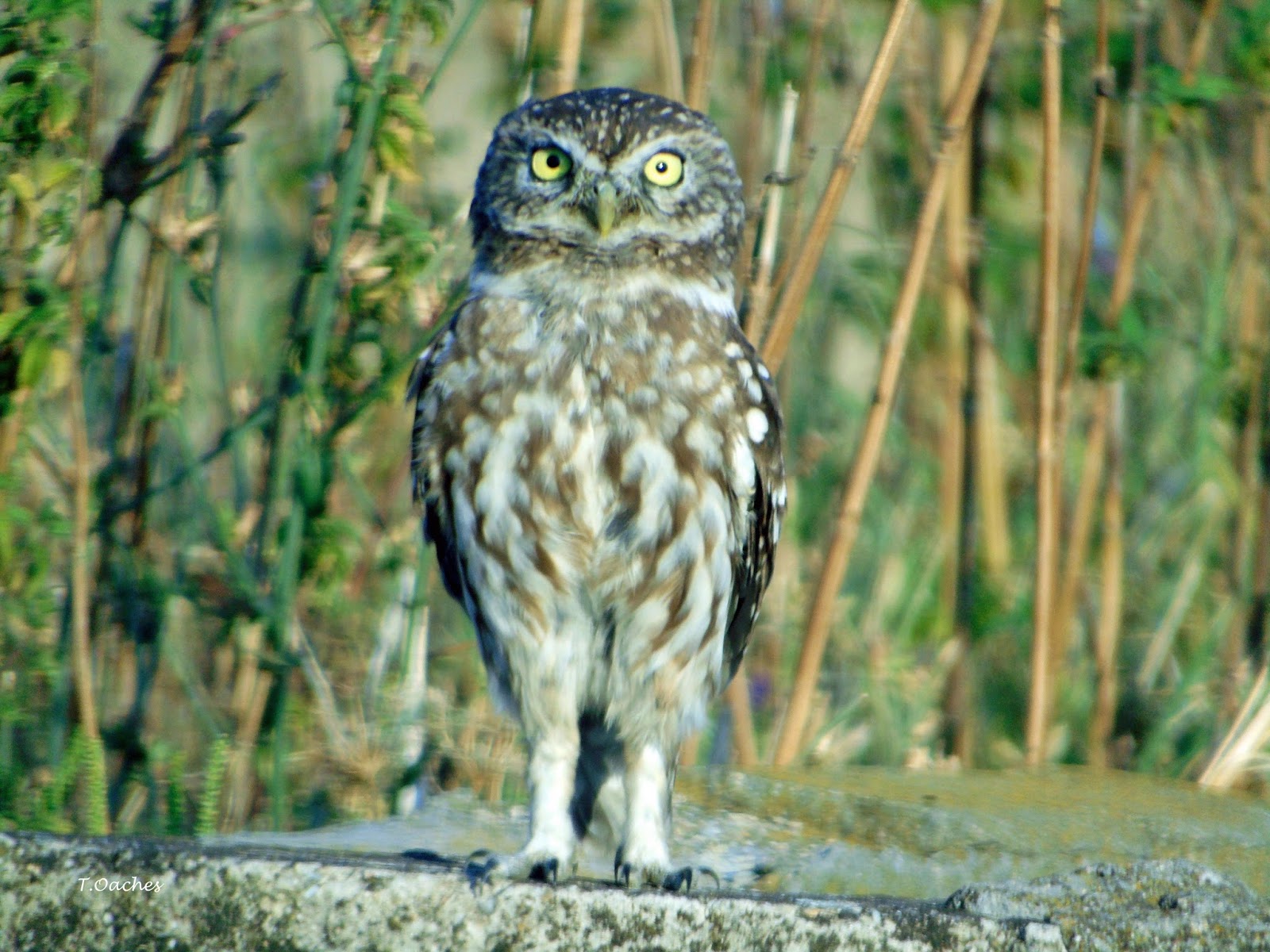 PASARI DIN ROMANIA: cucuvea