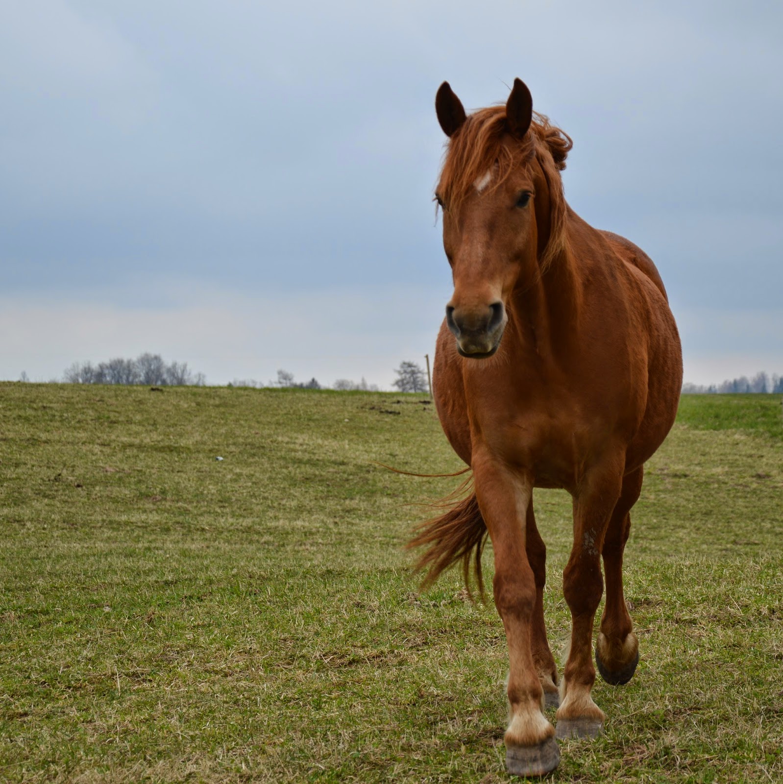 Čurkstiņa Čurkst: Zirgs. Detaļas