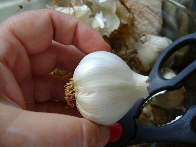 Nittinfool: How to clean and store garlic bulbs