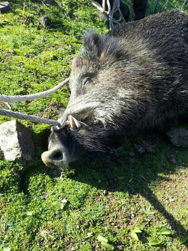 Entre cierres y traviesas: Mi primer marrano y un plata.
